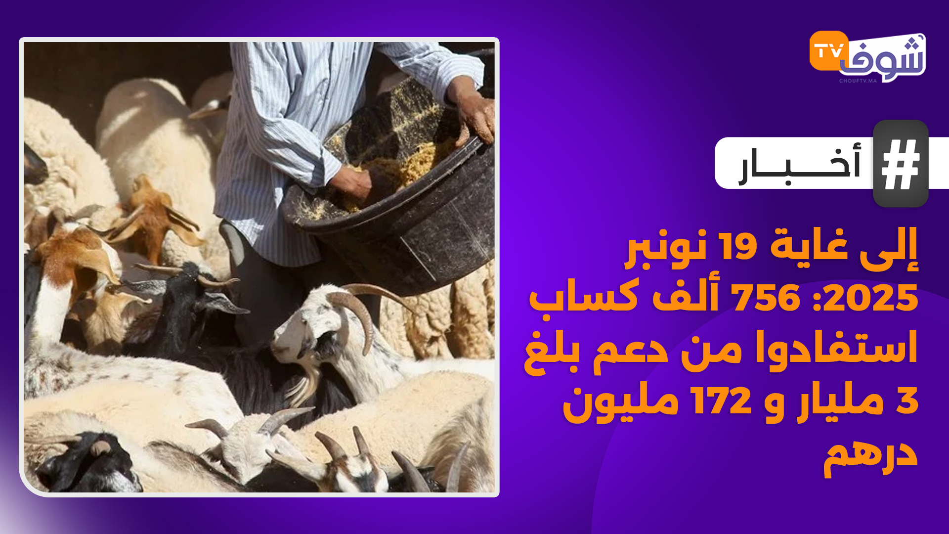 إلى غاية 19نونبر 2025:756 ألف كساب استفادوا من دعم بلغ 3 مليار و 172 مليون درهم – ChoufTV :: TV شوف